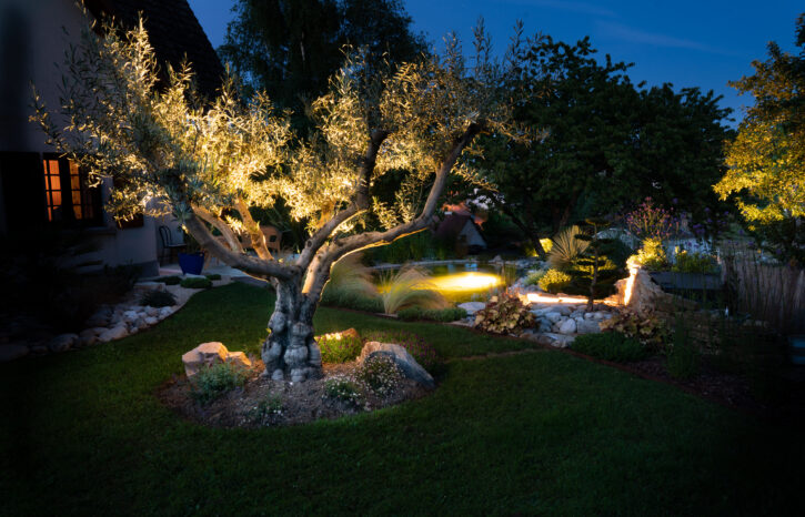 Eclairage olivier | Rebeyrol Créateur de Jardins